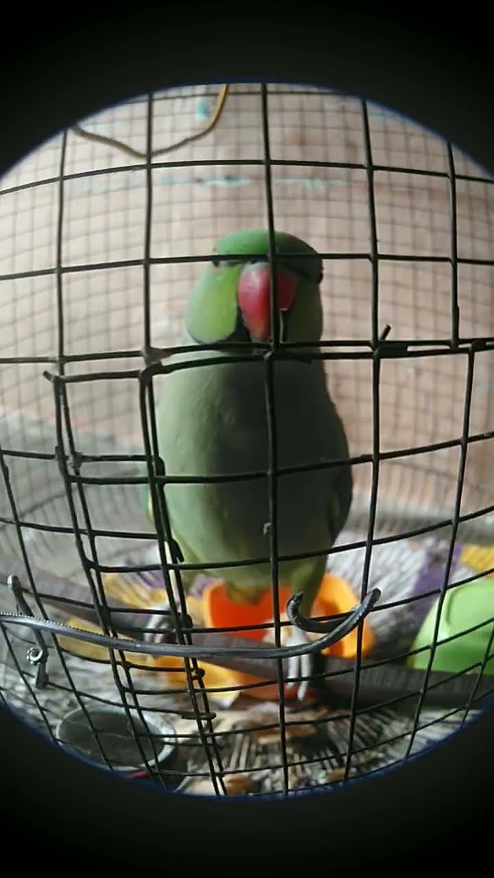 Pedro with parrot #music #parrot - YouTube