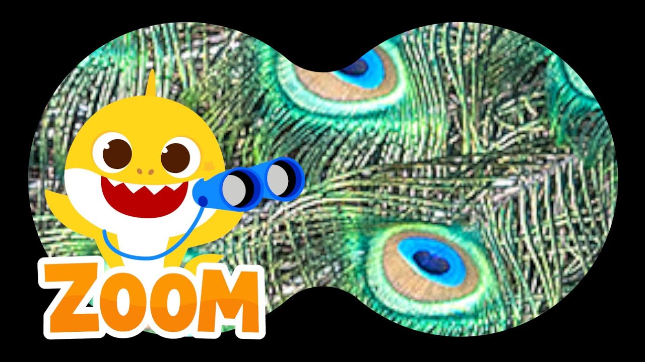 Animal Puzzle with Baby Shark | Guess the Animals | Zoom Zoom Zoom ...