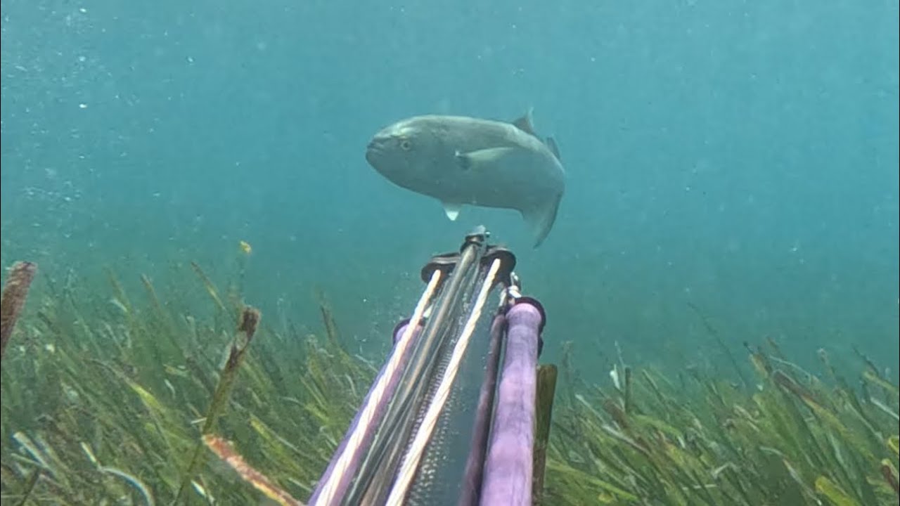 Μεγάλο γοφάρι με Dusty Labrax 90i‼️Big bluefish with Dusty Labrax 90i‼️ ...