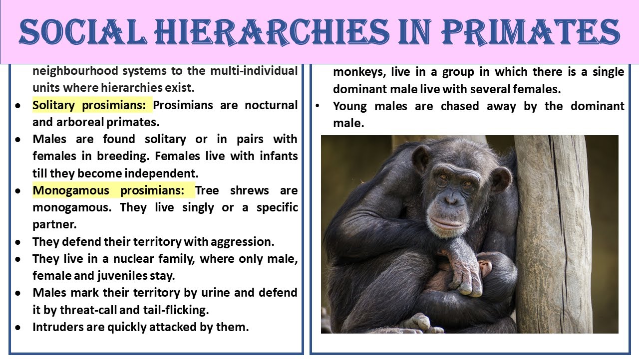 Social hierarchies in primates | Ethology - YouTube