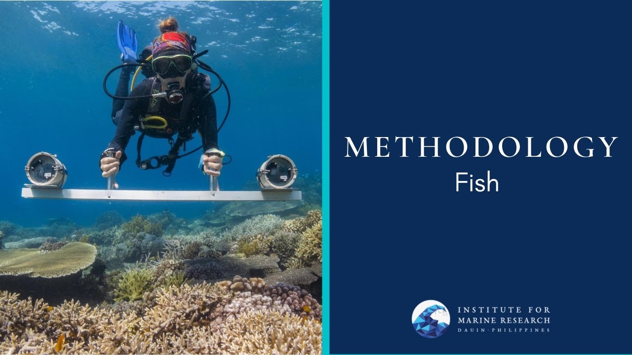 Methodology: Fish - YouTube