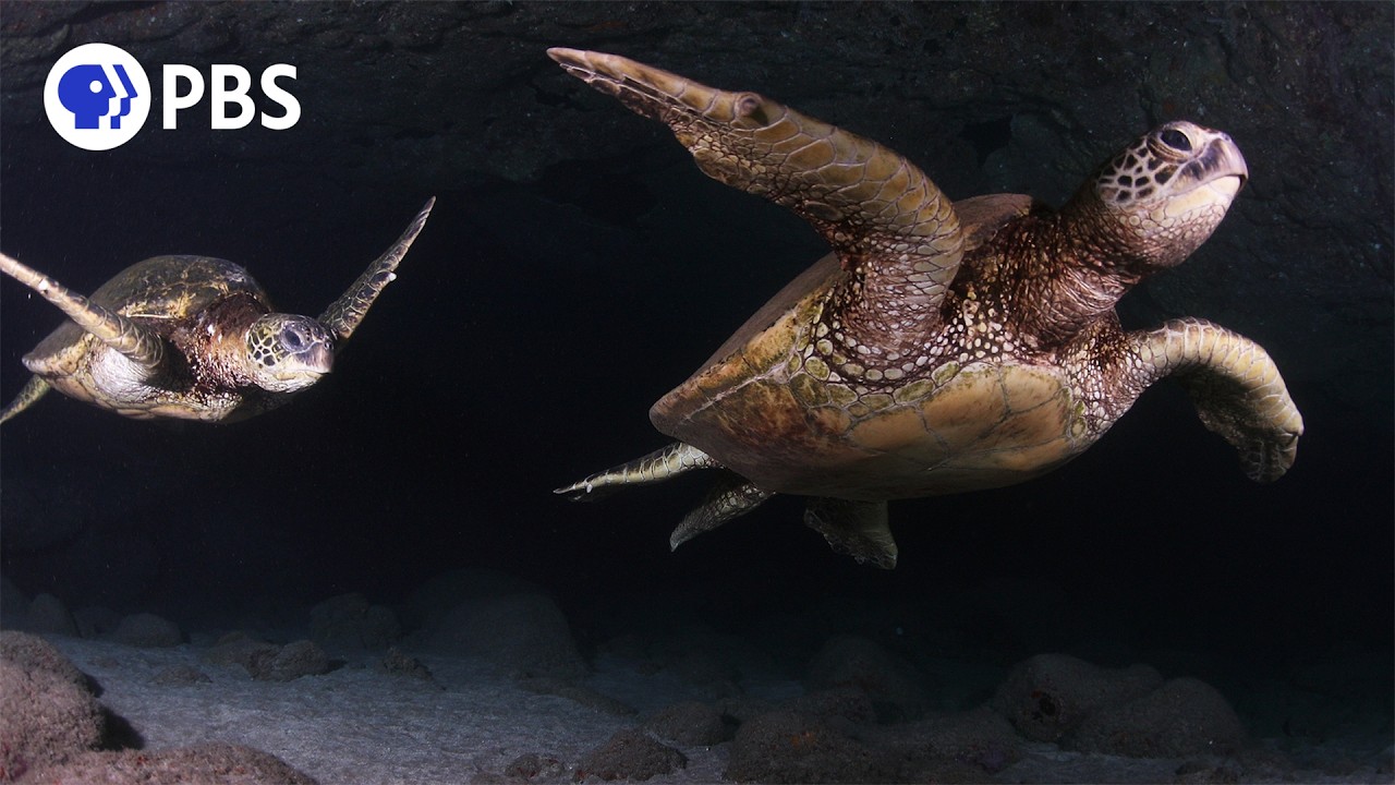 Swim with Soothing Sea Turtles | Relaxing Nature Soundscape - YouTube