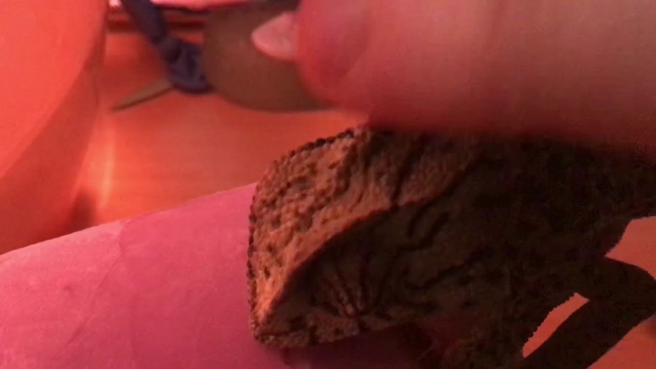 Chameleon munches ice cream - YouTube