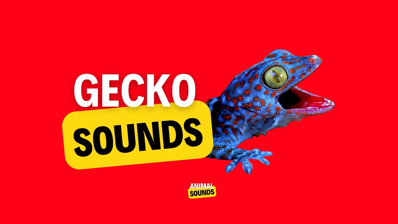 Gecko Sound | Gecko Effect | Tokay Gecko Big Size - YouTube