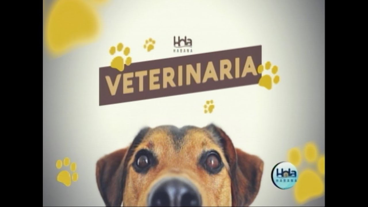 Sobre la cuarentena animal, se conversa en la sección de #Veterinaria ...