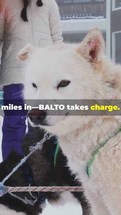 The Heroic Sled Dog Who Saved Nome - YouTube