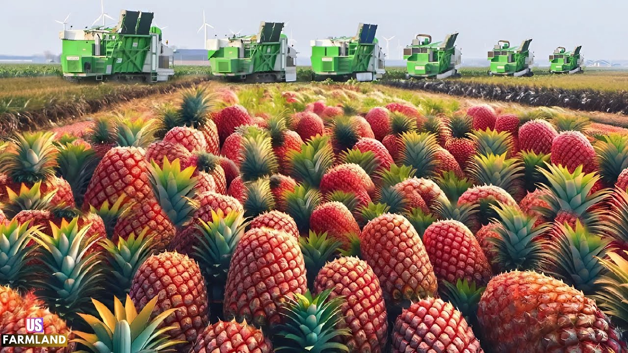 How US Farmers Harvest and process Millions Of Tons Of Fruits And ...