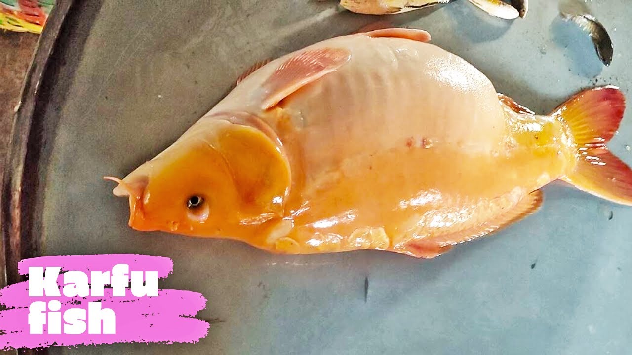 Big red carp fish live in the market | Karfu fish market - YouTube