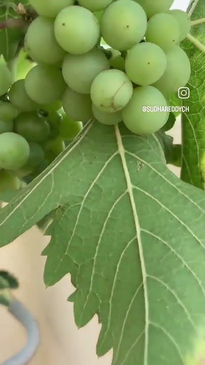 grapes - YouTube