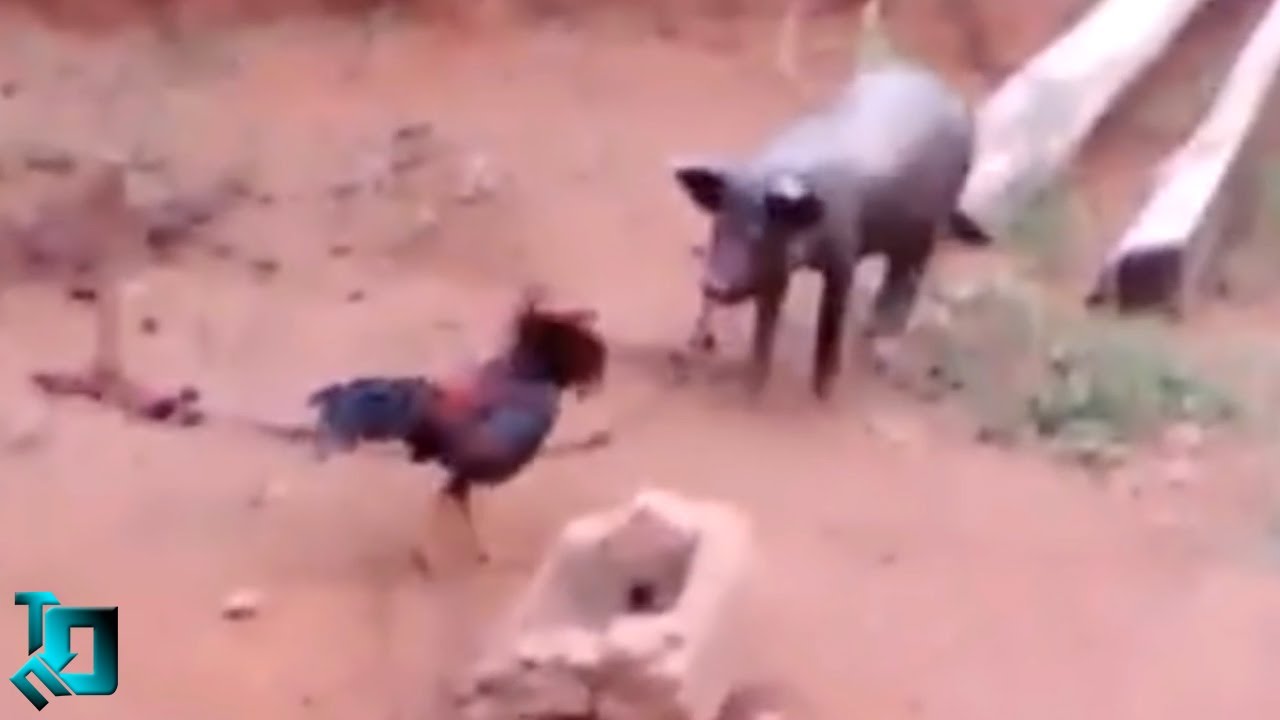 Петух в Деле / Битвы и Сражения Петуха с Другими Животными - YouTube