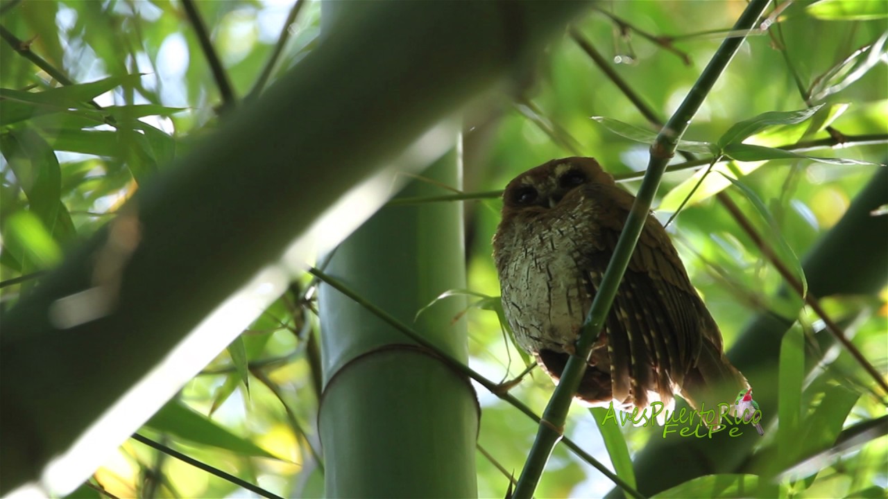 MÚCARO COMÚN (Puerto Rican Screech-Owl, Gymnasio nudipes) ENDÉMICA de ...