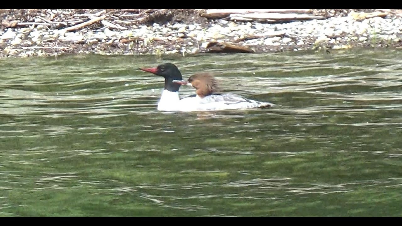 Golden Ears Provincial Park - South Beach - YouTube