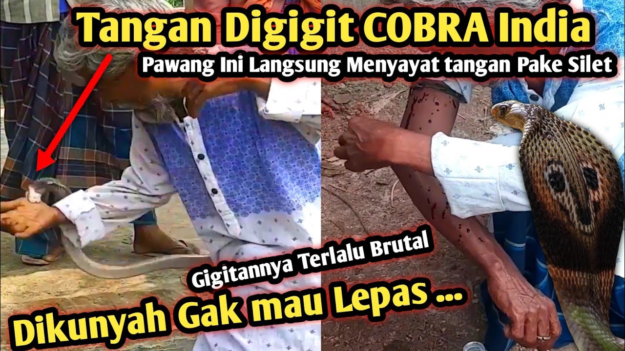 TANGAN DIGIGIT COBRA SAMPAI GIGINYA PATAH! DETIK DETIK PAWANG DIGIGIT ...