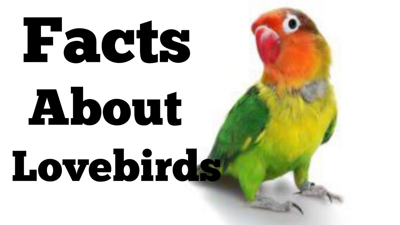 Interesting Facts about love birds I Love birds Facts and Information I ...