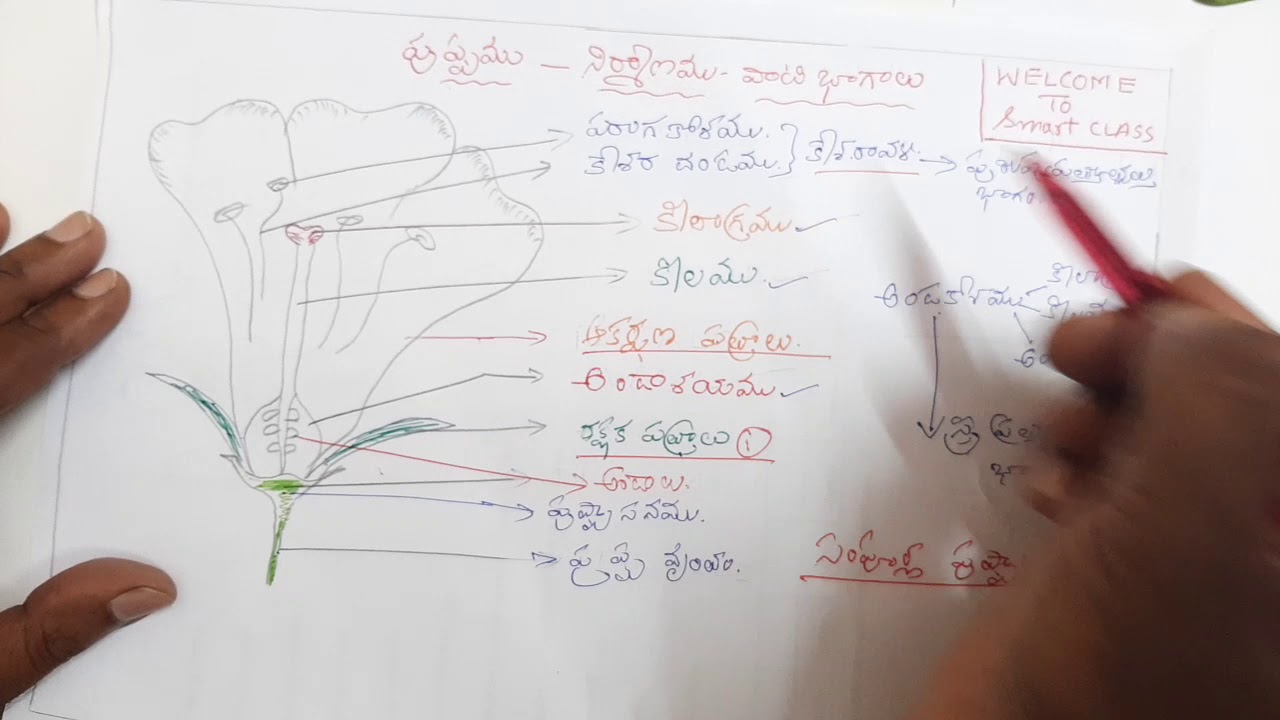 Biology, STRUCTURE OF FLOWER AND IT'S PARTS (in telugu)⚘🌻⚘ 10th class ...