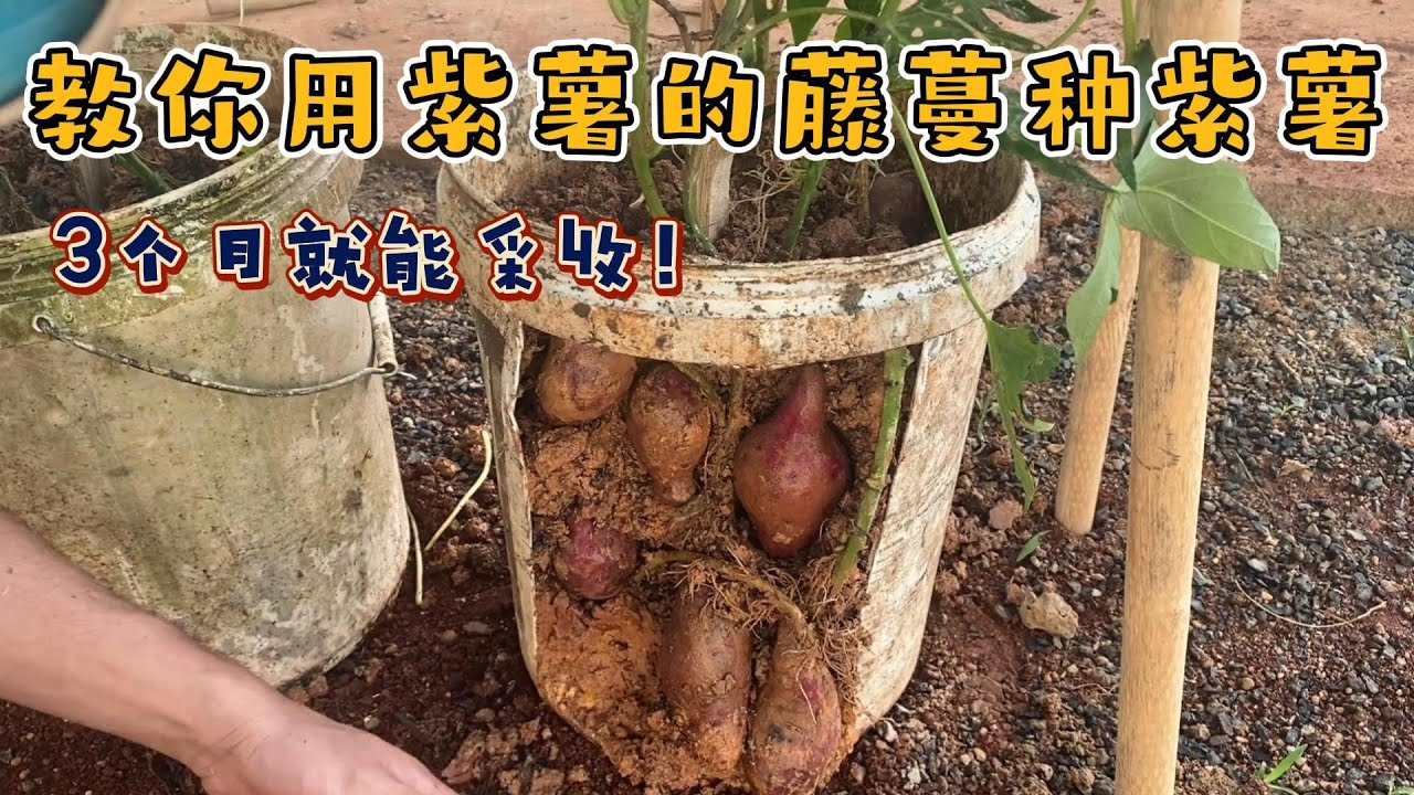 I'll teach you step by step how to grow sweet potatoes using purple ...