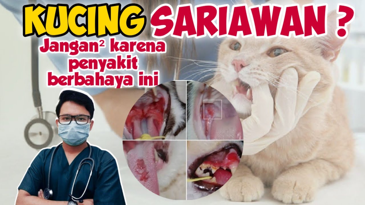 AWAS ‼️BAHAYA SARIAWAN PADA KUCING || drh Mirza Yusa || DOKTER HEWAN ...