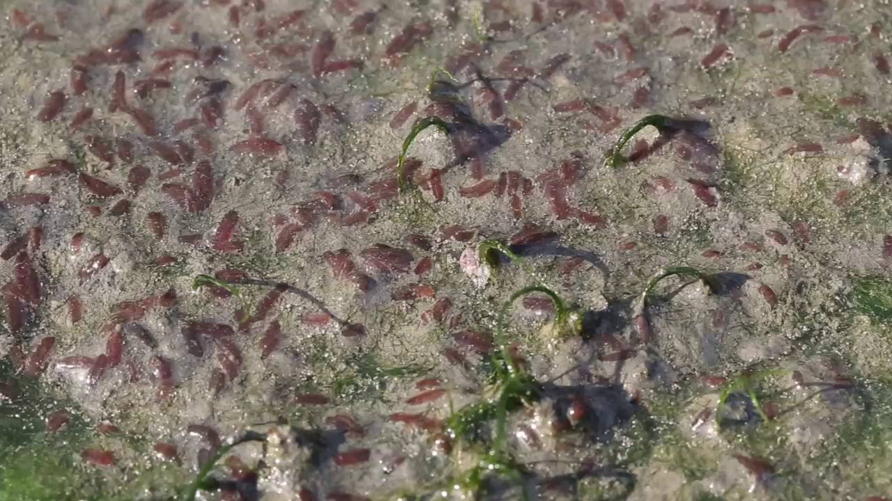 Tubifex worms writhe, wriggle and squirm in a pond in Ohio, USA - YouTube