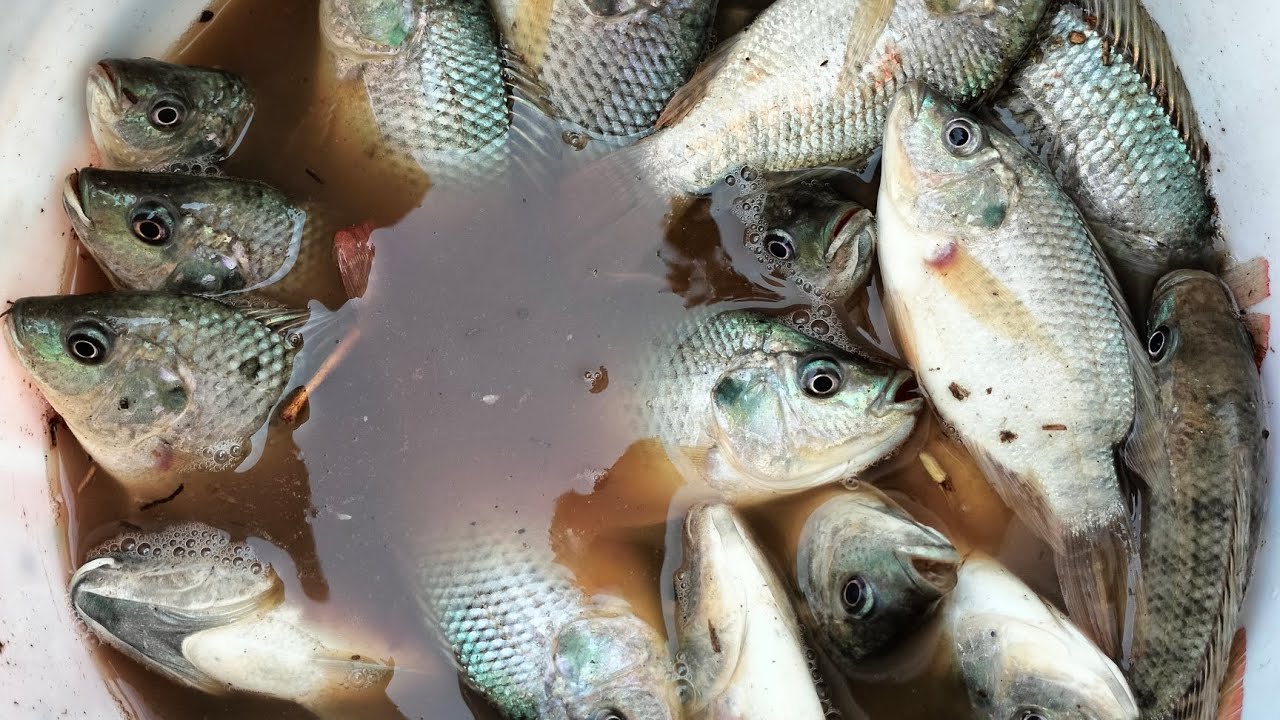 TARRAYA CON CADENA DE PLASTICO UN EXITO - YouTube