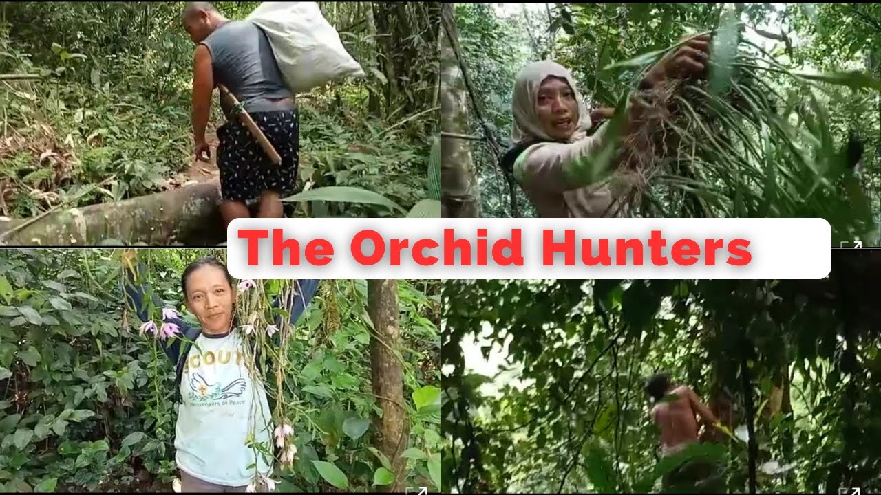 LIFESTYLE | VLOG HUNTING ORCHID IN THE JUNGLE BORNEO : DRY TROPICS ...