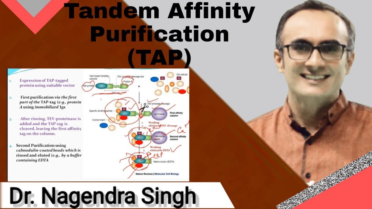 Tandem Affinity Purification (TAP) | Protein-Protein Interactions ...