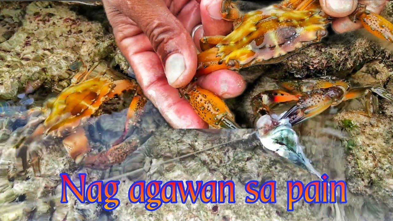 MANIIT OR CRAB🦀🦀🦀 NAG AGAWAN SA PAIN😱 - YouTube