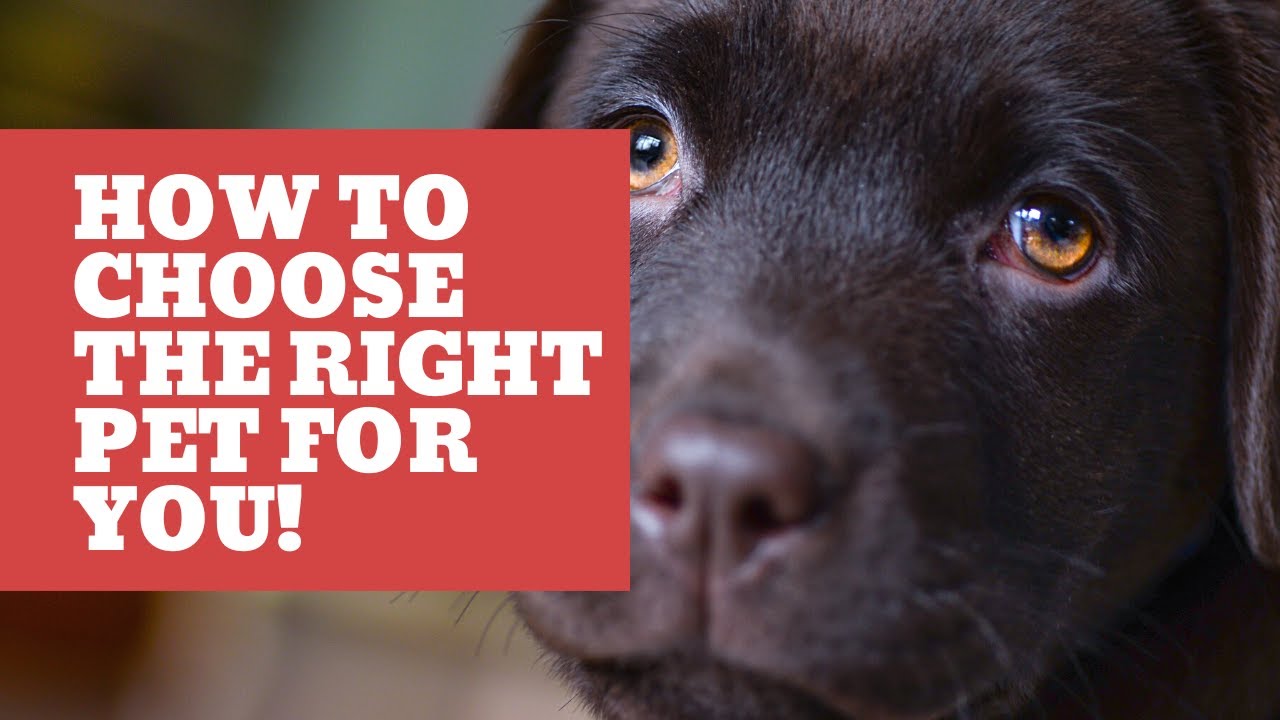 How To Choose The Right Pet For Your Personality | Pet Insider - YouTube