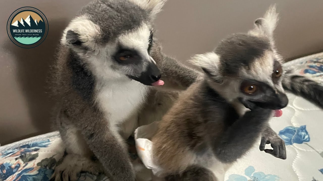 Pet Ringtail Lemurs - YouTube