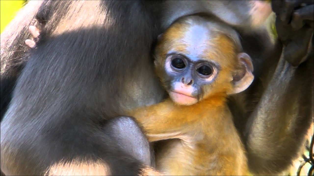 Baby Dusky Langur At Howletts - YouTube