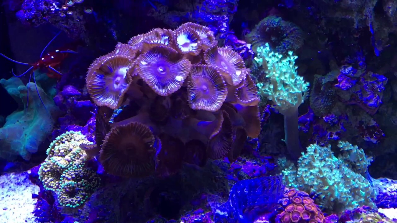 UPDATE on 29 Gallon Soft Coral Cube Reef & Drastic Filtration Change ...