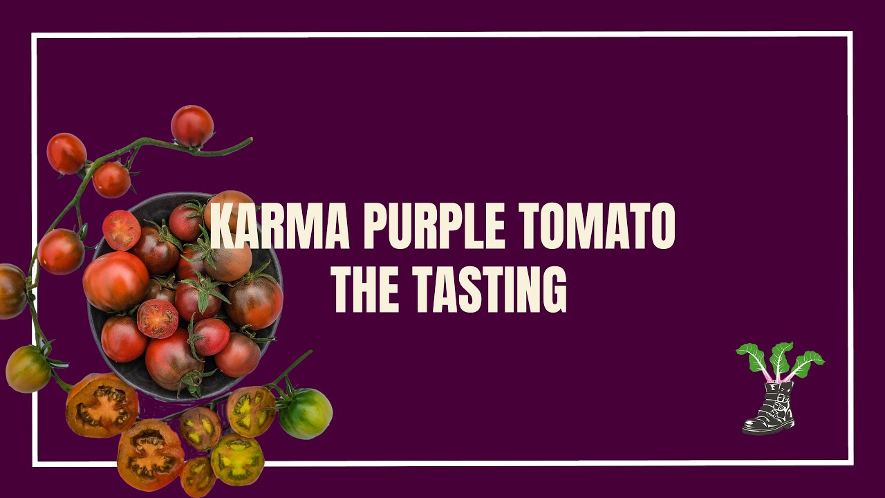 Karma Purple Tomato - The Tasting - YouTube