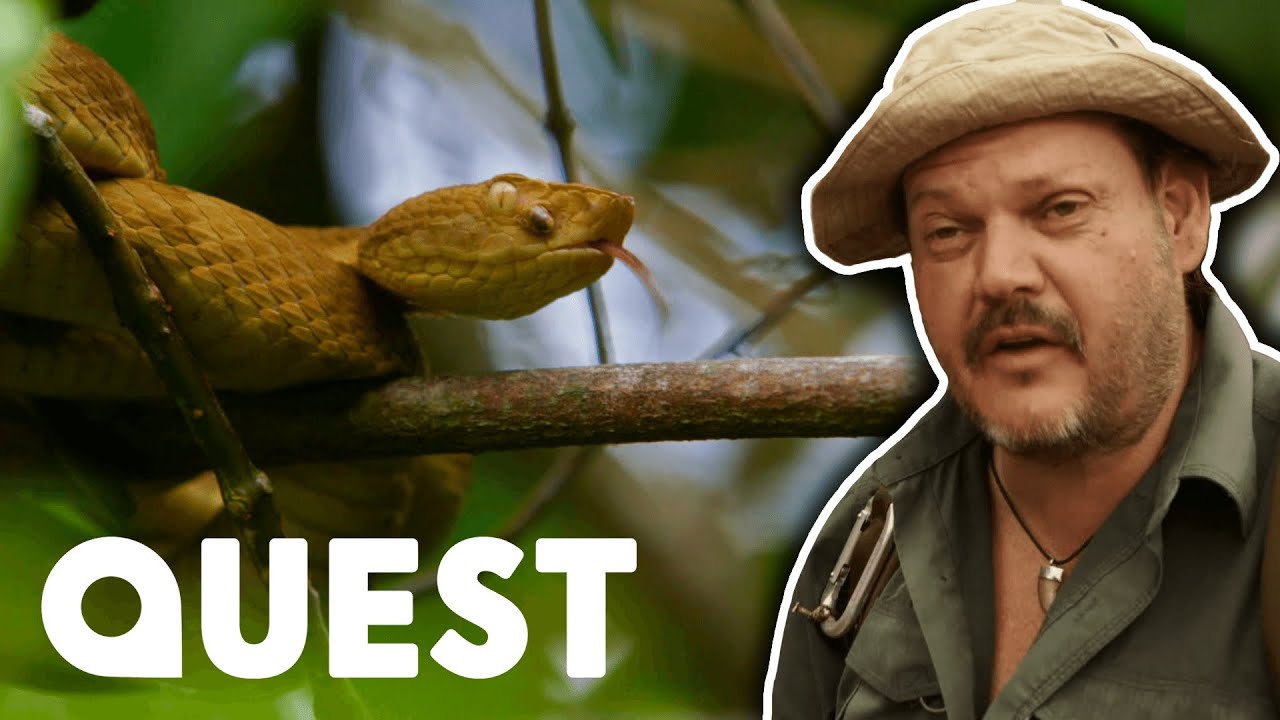 Treasure Hunters Encounter A Deadly Viper Snake | Treasure Quest: Snake ...