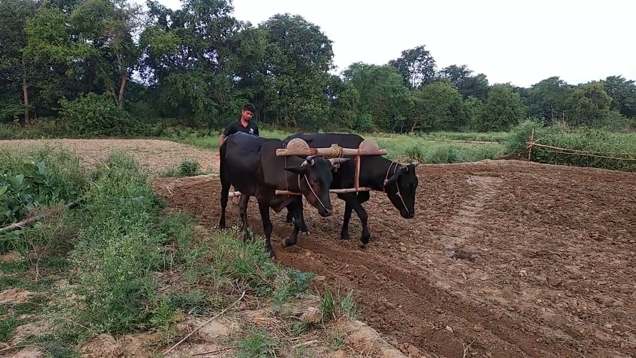 traditional kheti in villages by ox ( bail ) - YouTube