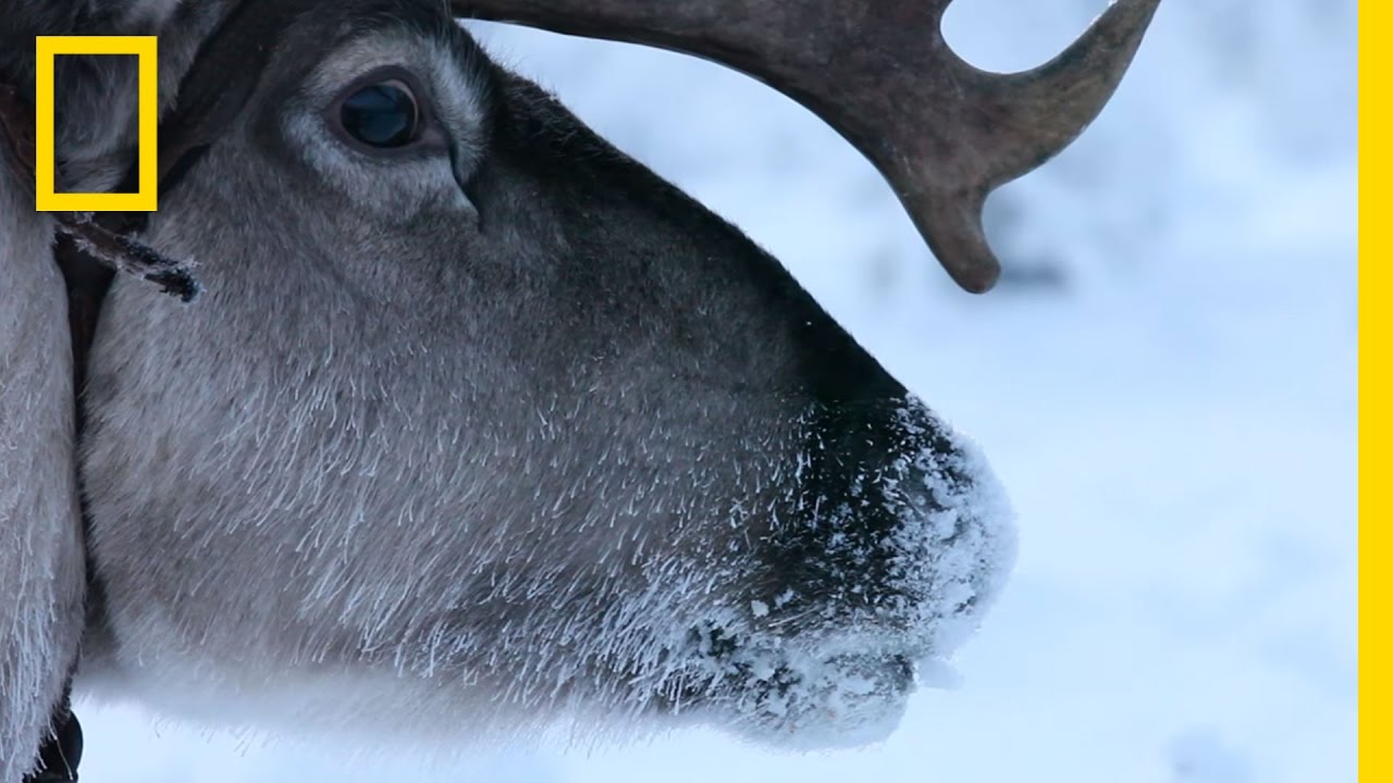 Hitch a Ride with Reindeer Herders | National Geographic - YouTube