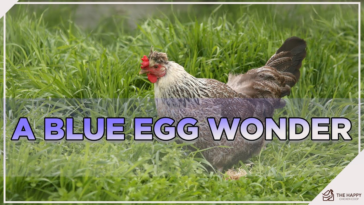 Cream Legbar Chicken Is This Blue Egg Wonder The Chicken For You - YouTube