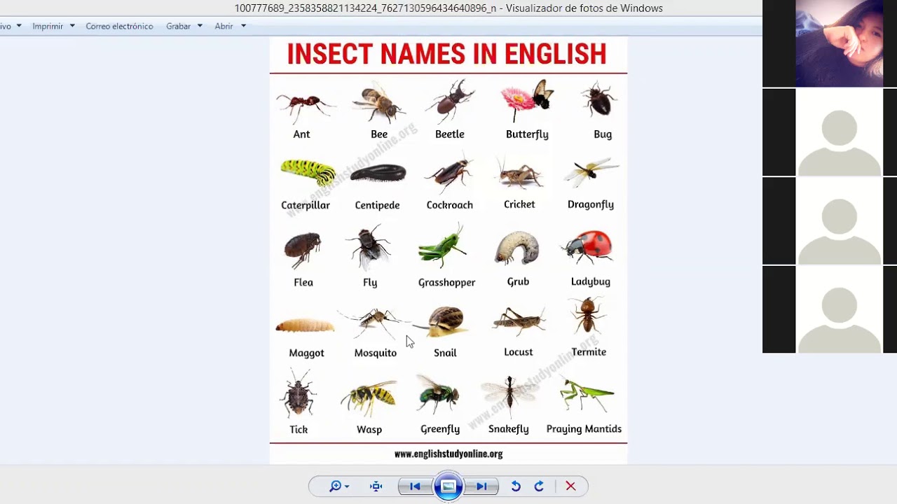 CLASS 7 Insects - YouTube
