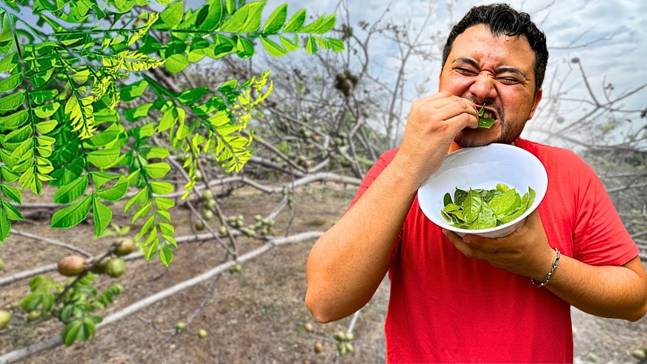 DELICIOSAS HOJAS DE JOCOTE CON SAL Y LIMÓN en EL SALVADOR | Recuerdos ...
