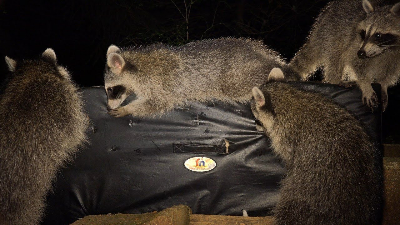 Flame Raccoon's family gathering! - YouTube