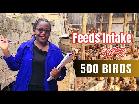 DONT WASTE CHICKEN FEEDS AGAIN. How to calculate feed intake of 500 ...