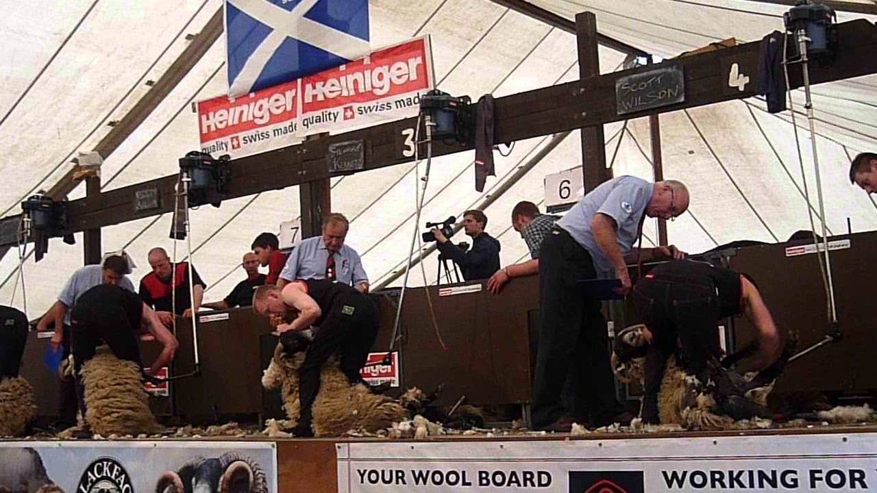 Lochearnhead Shears 2013 - Senior Final - YouTube