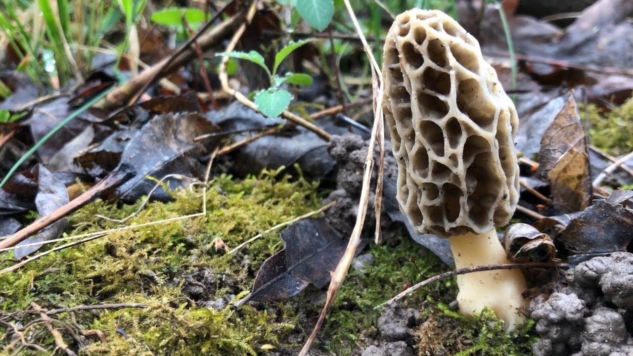 FUNGHI APRILE 2019 - Le MORCHELLE si fanno Grosse! [Esculenta, Freddo e ...