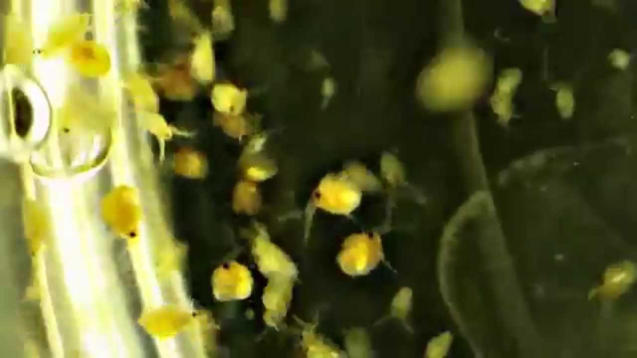 A Close Up to Tank Bred Daphnia Moina - YouTube