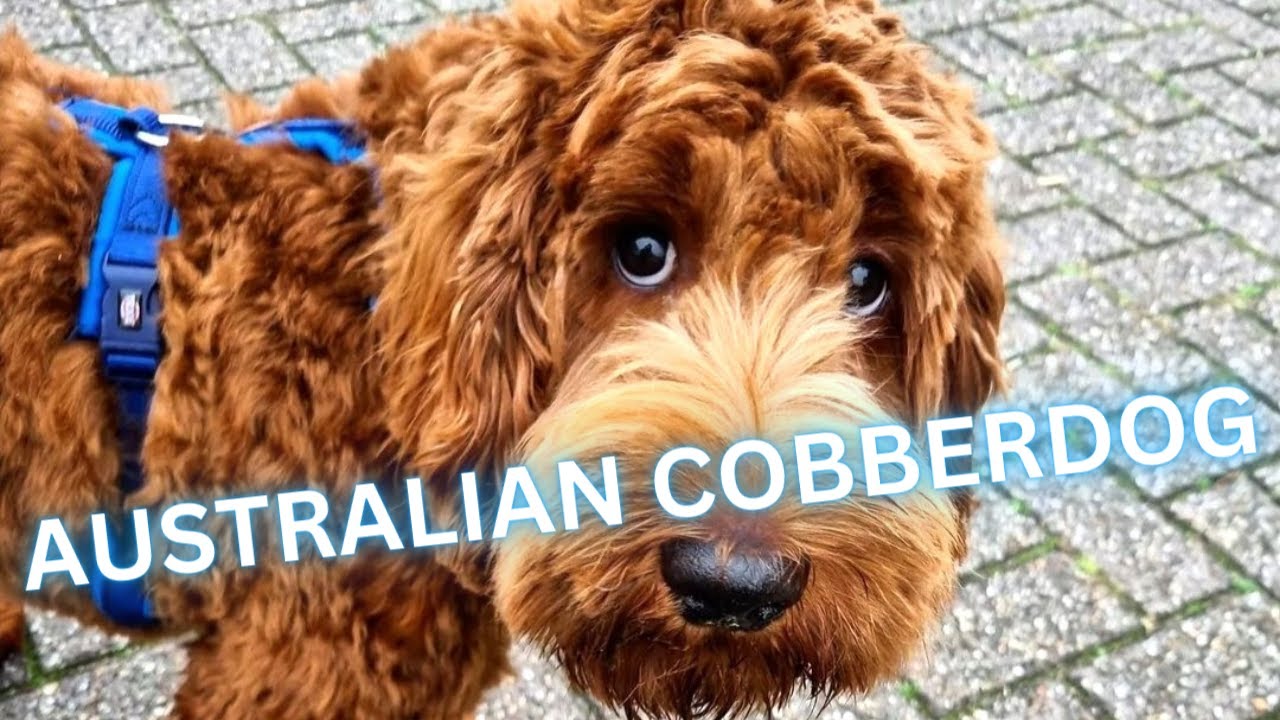 Australian Cobberdog - Facts and Information - YouTube