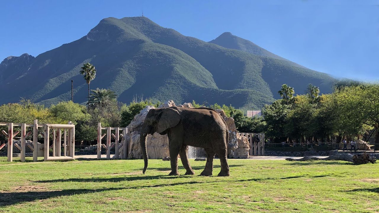 NADIE VISITA este ZOO en MONTERREY - YouTube