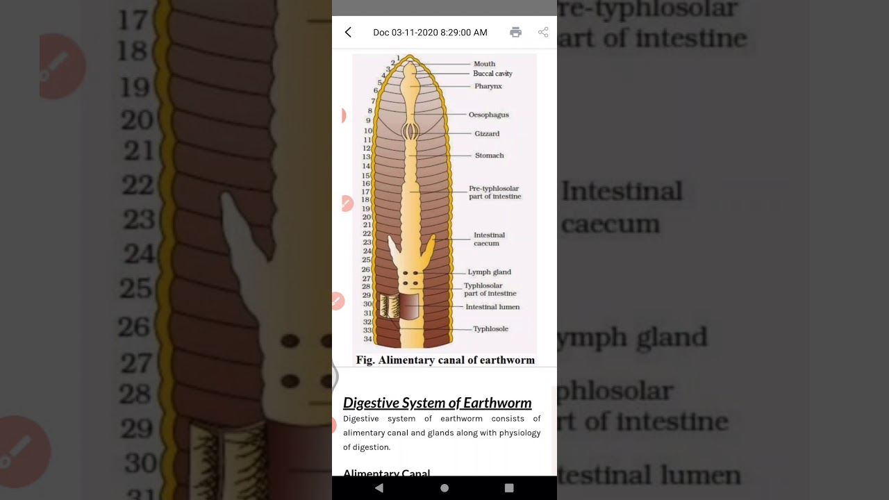 Digestive system of earthworm ( part -1) - YouTube