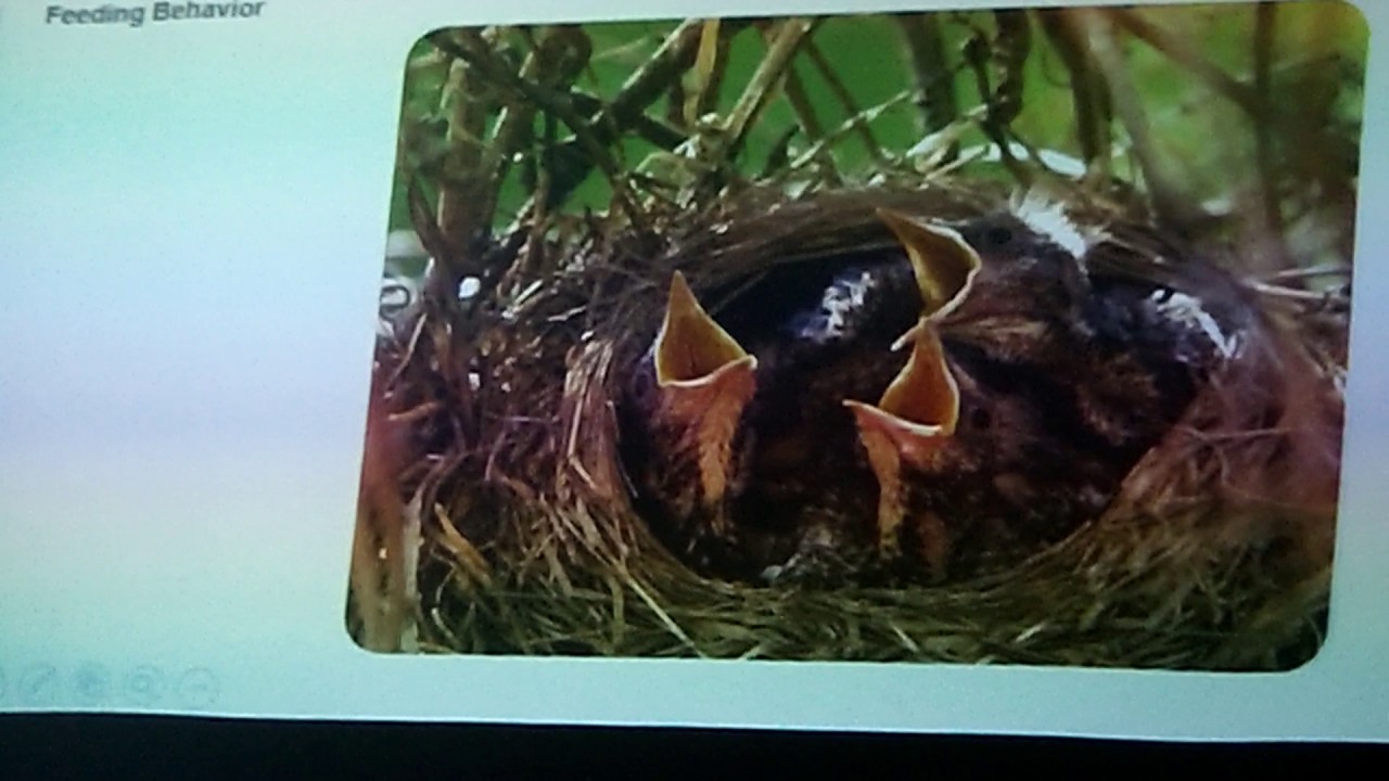 Mr Willis' Awesome Biology Textbook Chapter 56 Animal Behavior - YouTube