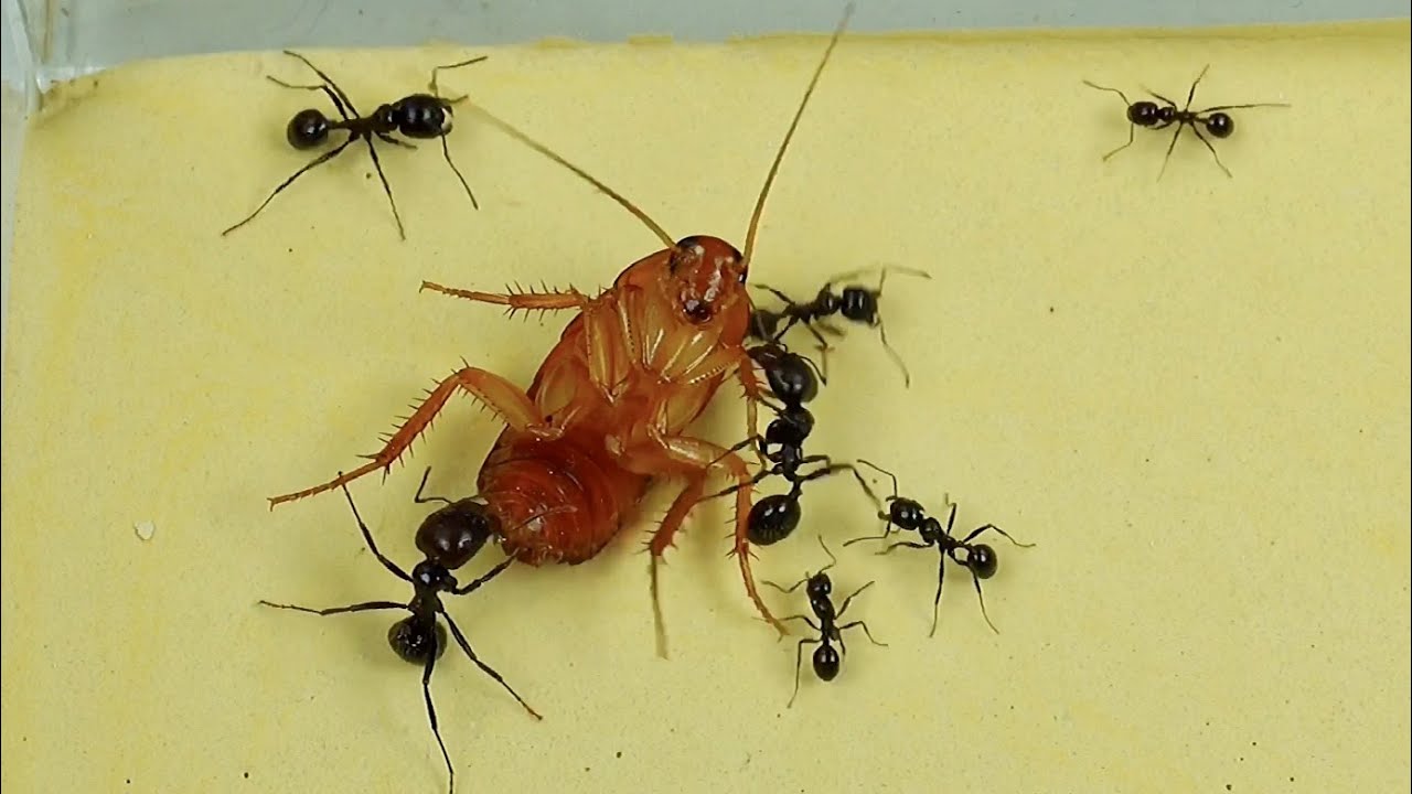 Native harvest ants prey on Cherry cockroaches,Ants predation 原生收获蚁捕食樱桃 ...