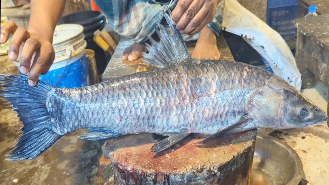 Amazing Grass Carp Fish Cutting Skills In Bangladesh Fish Market By ...