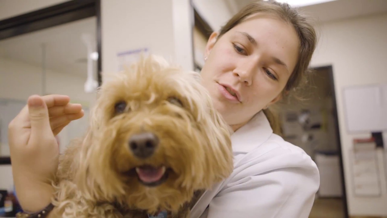 Meet Hannah George- Banfield Student Job Program - YouTube