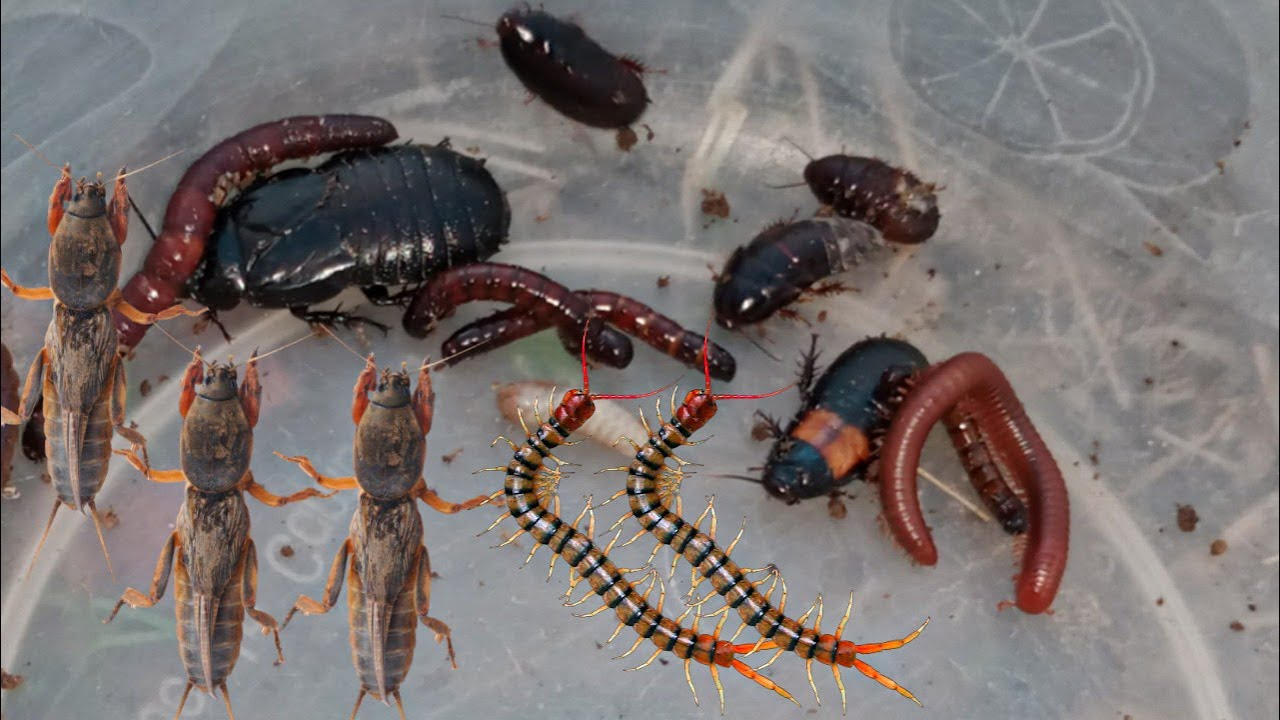 Centipede, Millipede,Lava Worm, Beetle worm, Madagascar hissing ...